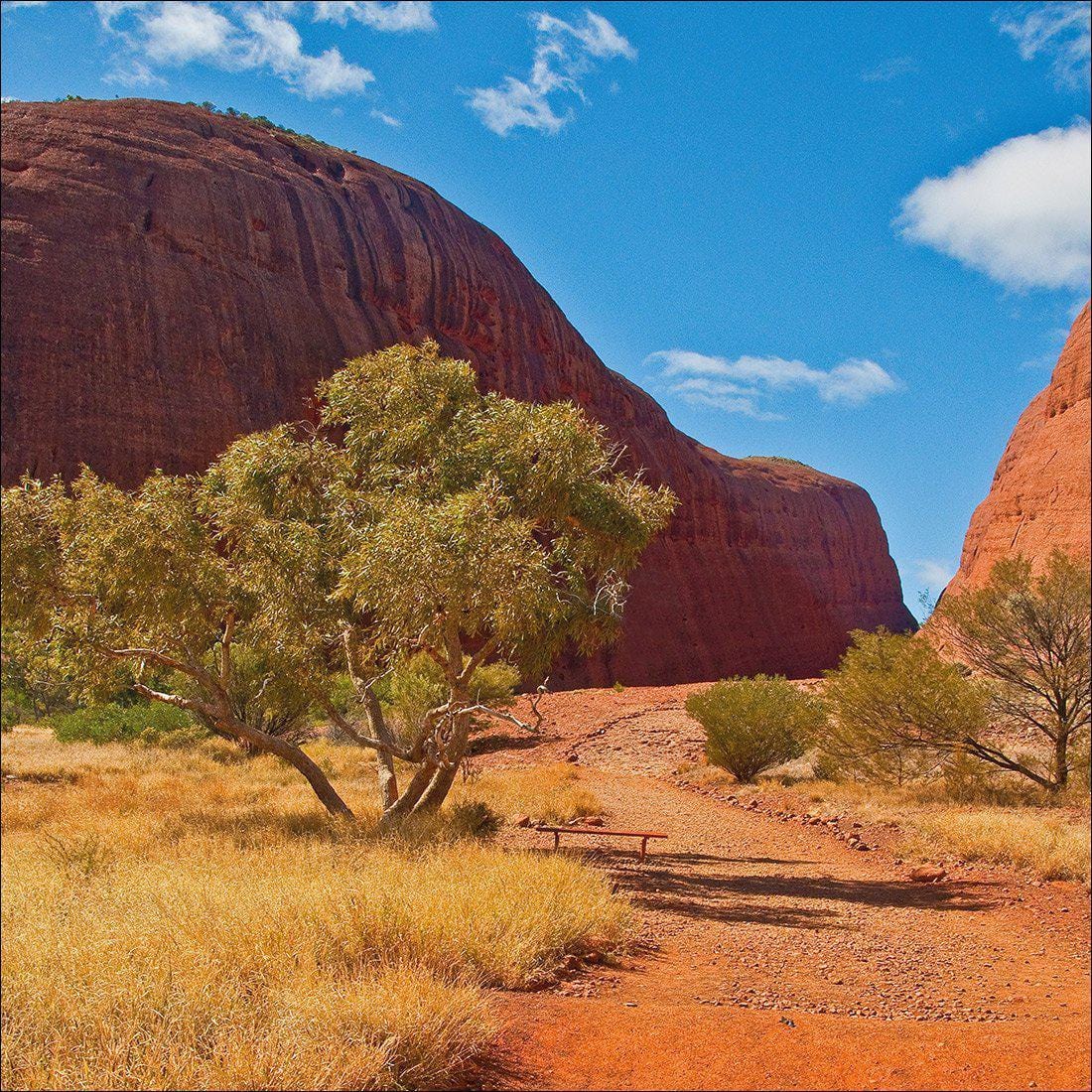 Into The Outback Standard Canvas Art | Urban Interiors