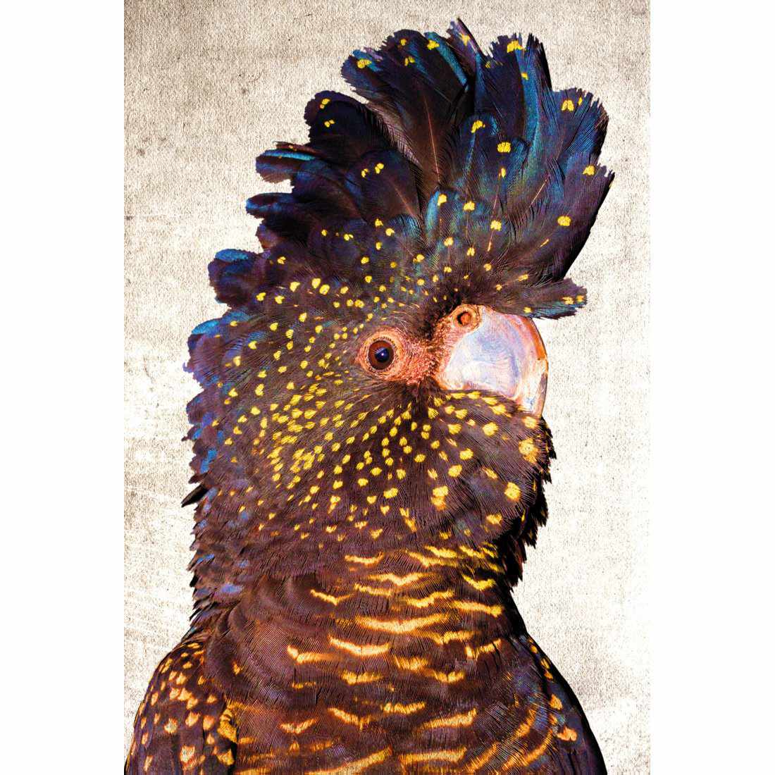 Black Cockatoo Front, Grunge Standard Canvas Art | Urban Interiors