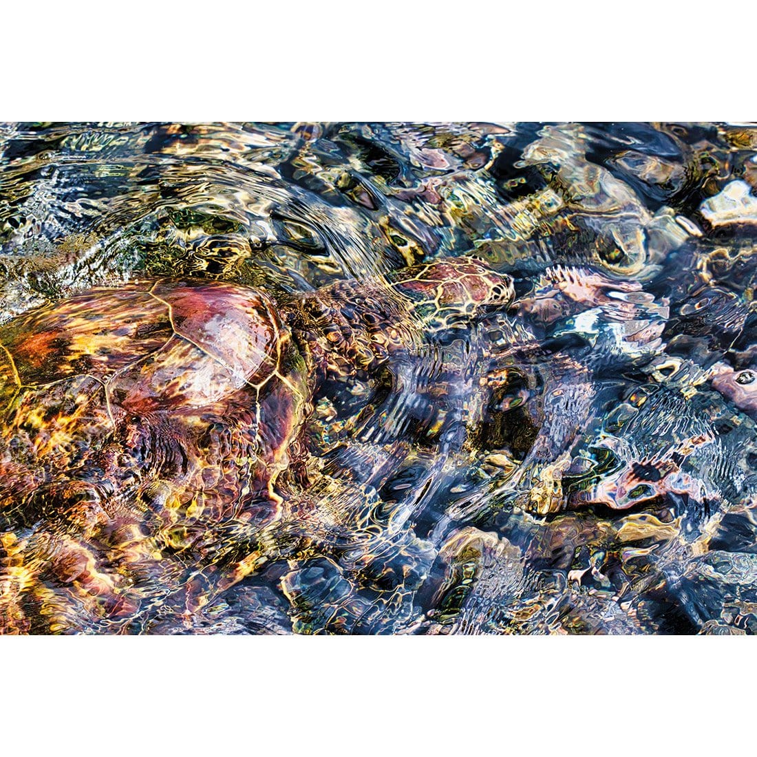 Turtle Camouflage Premium Art | Urban Interiors