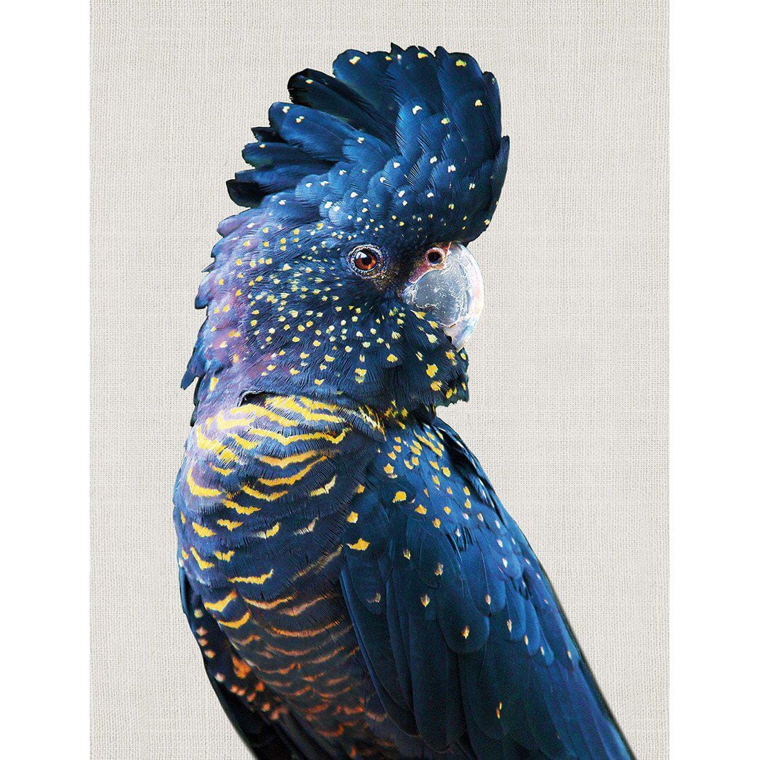 AU1044AR_V_Distracted_Black_Cocky_THUMB_4ca199dd-f985-47b6-b982 ...